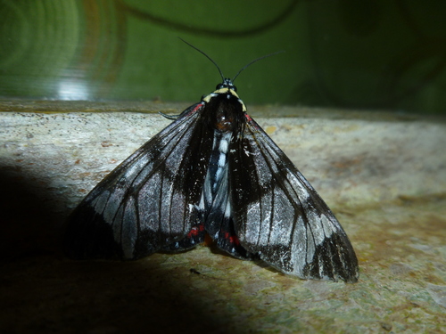 Dysschema cerialis · iNaturalist United Kingdom