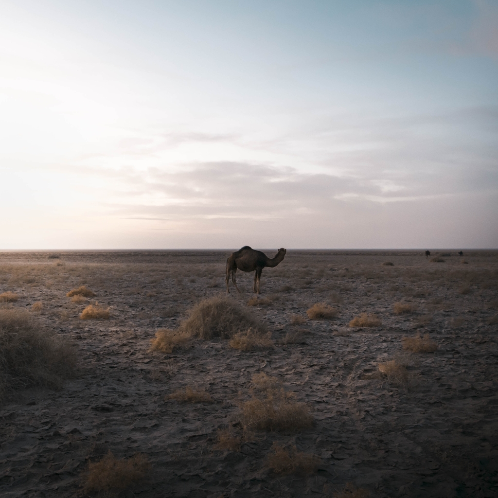 Dromedary Camel from Kavir National Park, JC6W+3J7, Semnan Province ...