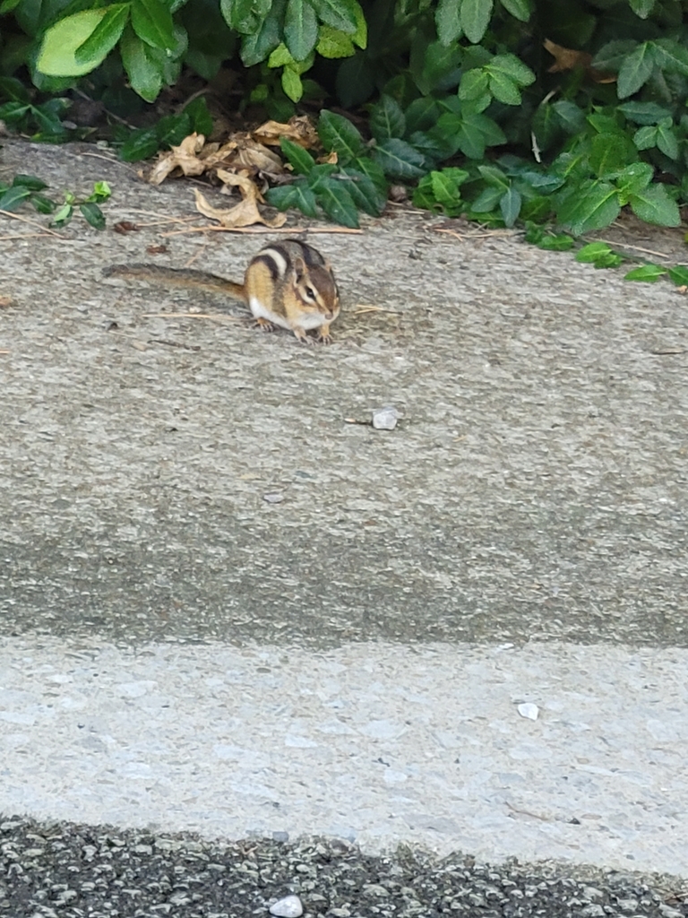 Eastern Chipmunk from Penn State Behrend on August 31, 2023 at 01:41 PM ...