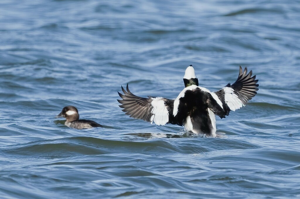Bufflehead from Capitol Beach, Lincoln, NE, USA on March 3, 2024 at 09: ...
