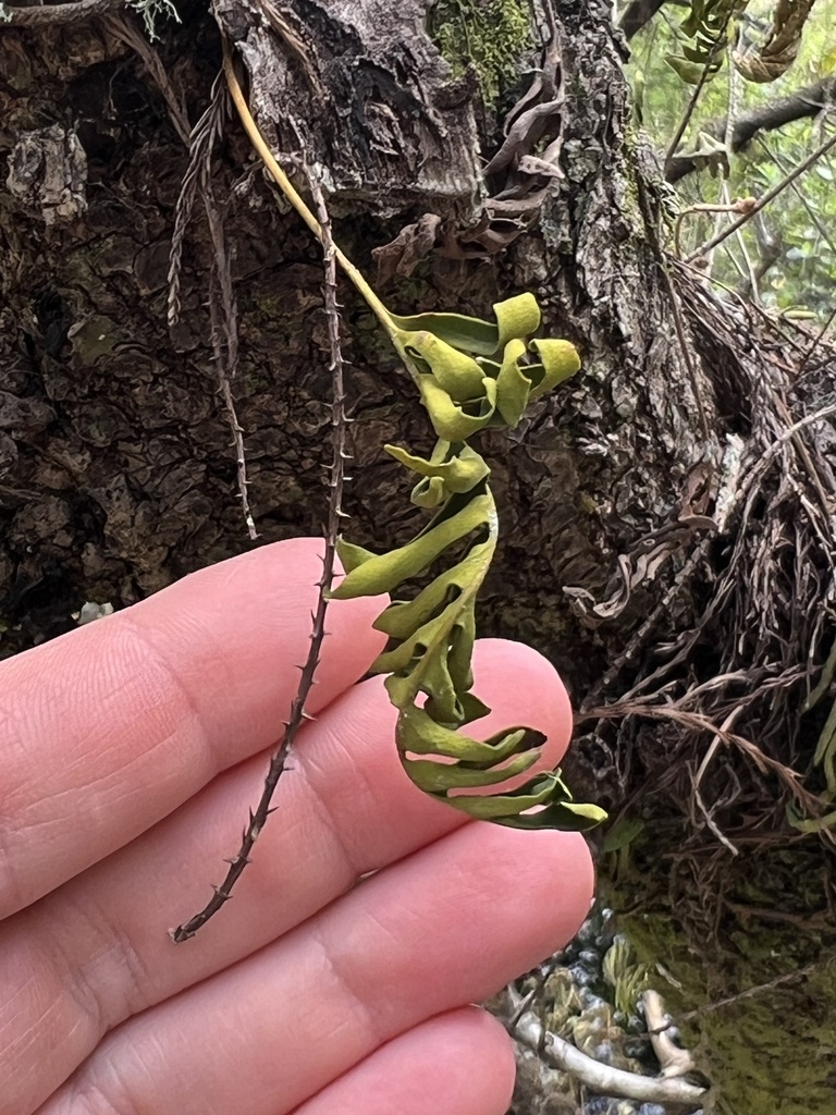 resurrection fern from Corkscrew Swamp Sanctuary Trail, Naples, FL, US ...