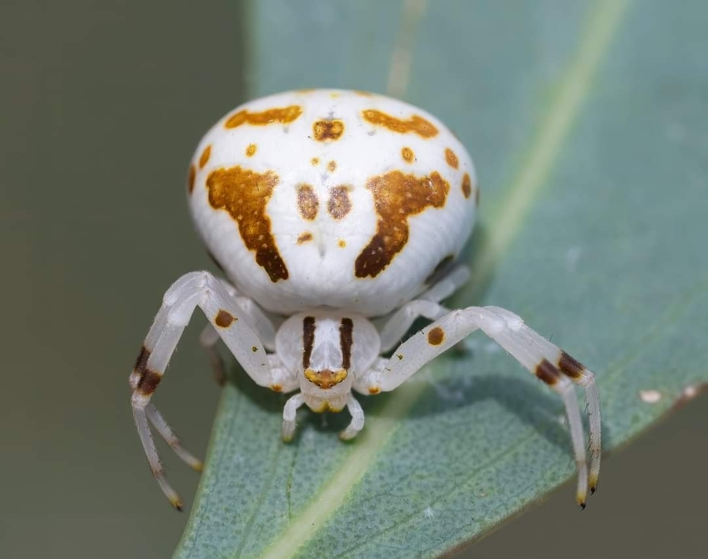 Milky Flower Spider from White Hills VIC 3550, Australia on March 1 ...