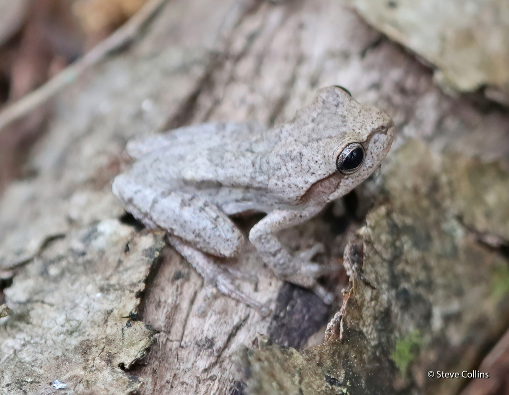 Pine Woods Tree Frog from Lake County, FL, USA on March 2, 2024 at 03: ...