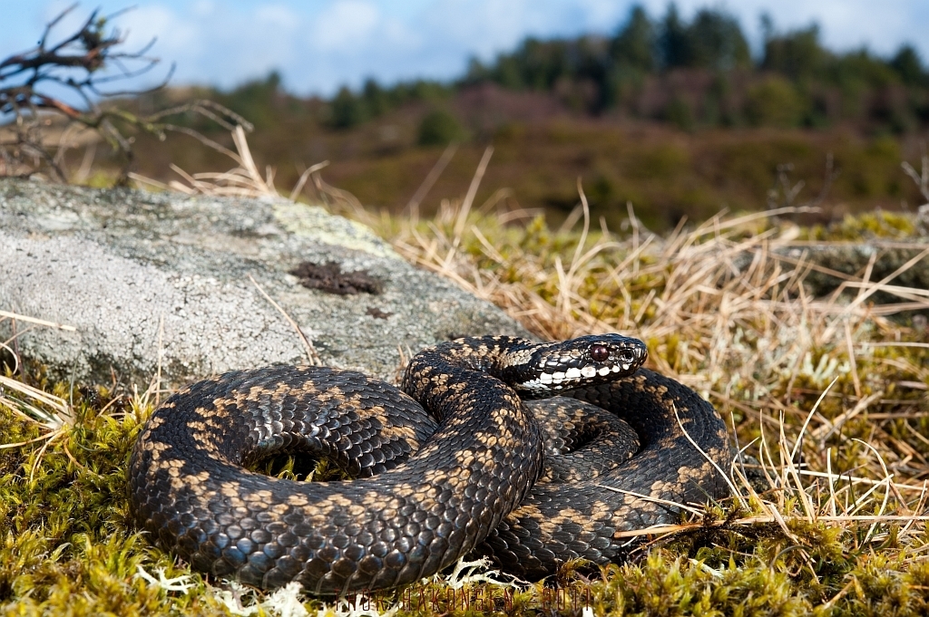 Common European Adder from Rogaland, Norway on March 19, 2011 by Thor ...