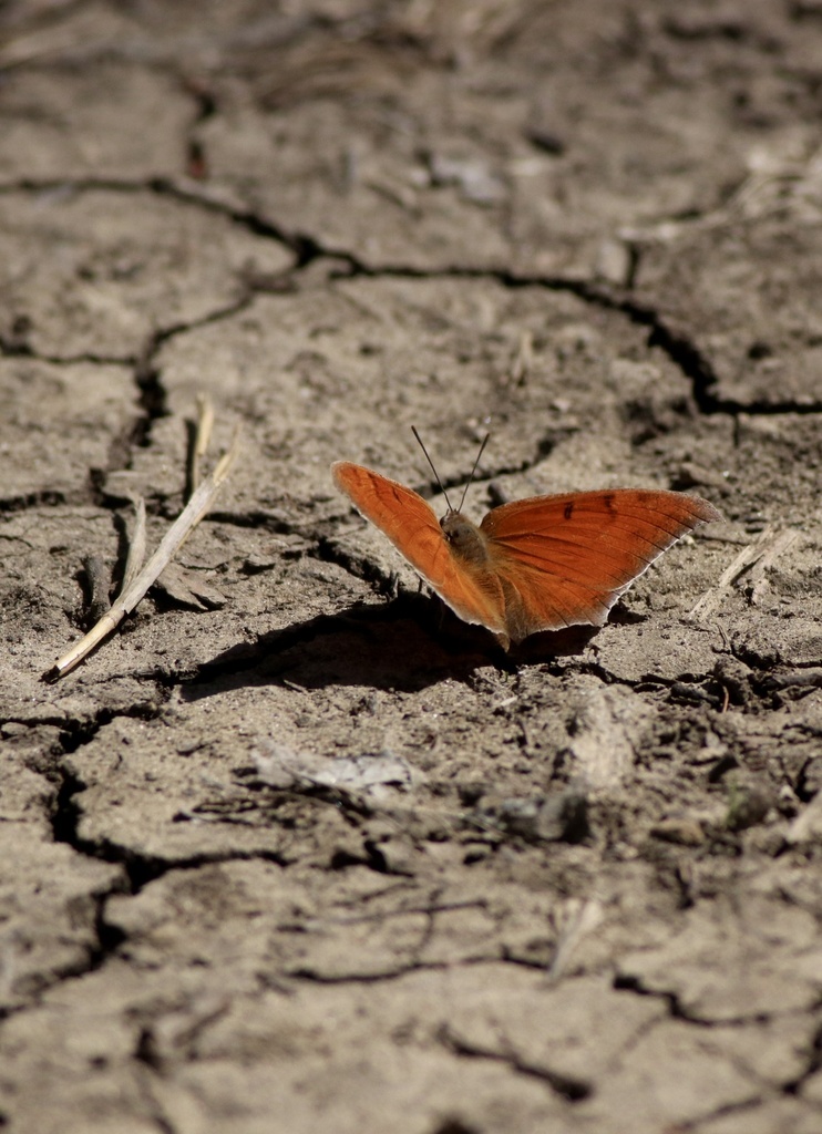 Goatweed Leafwing from Lewisville, TX, US on March 3, 2024 at 01:09 PM ...