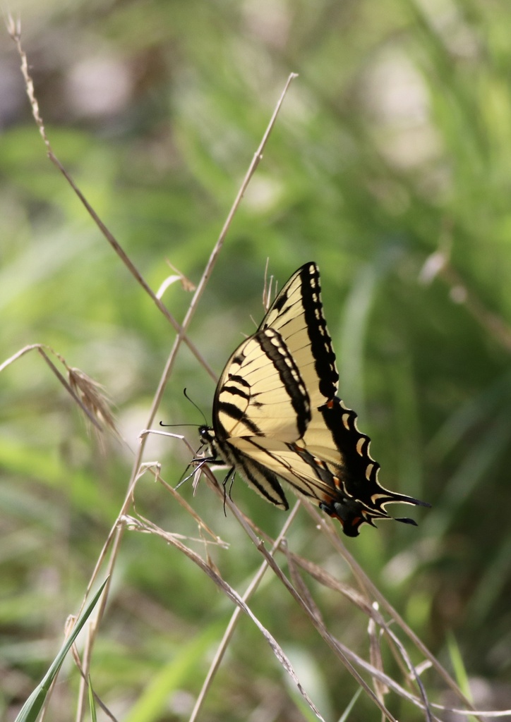 Eastern Tiger Swallowtail from Lewisville, TX, US on March 3, 2024 at ...