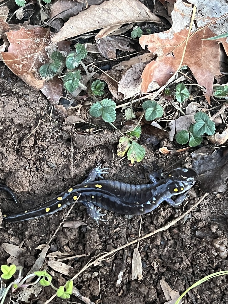 Spotted Salamander from Arnie Ct, Manassas Park, VA, US on March 3 ...