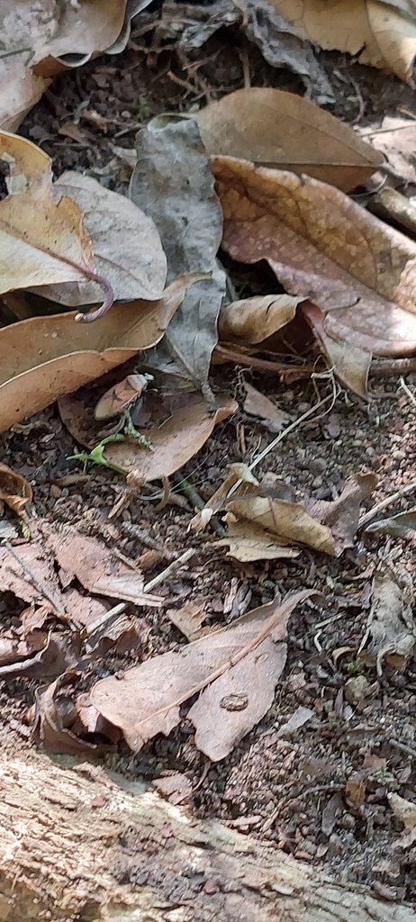 Winged and Once-winged Insects from 855V+76M, Puntarenas Province ...