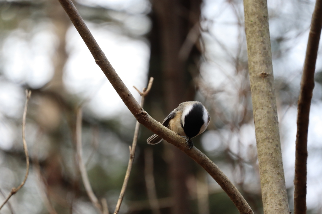 Black-capped Chickadee from Centennial Woods Natural Area, I-89 ...