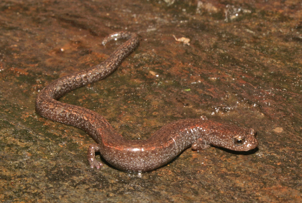 Kings River Slender Salamander in March 2009 by Jake Scott · iNaturalist