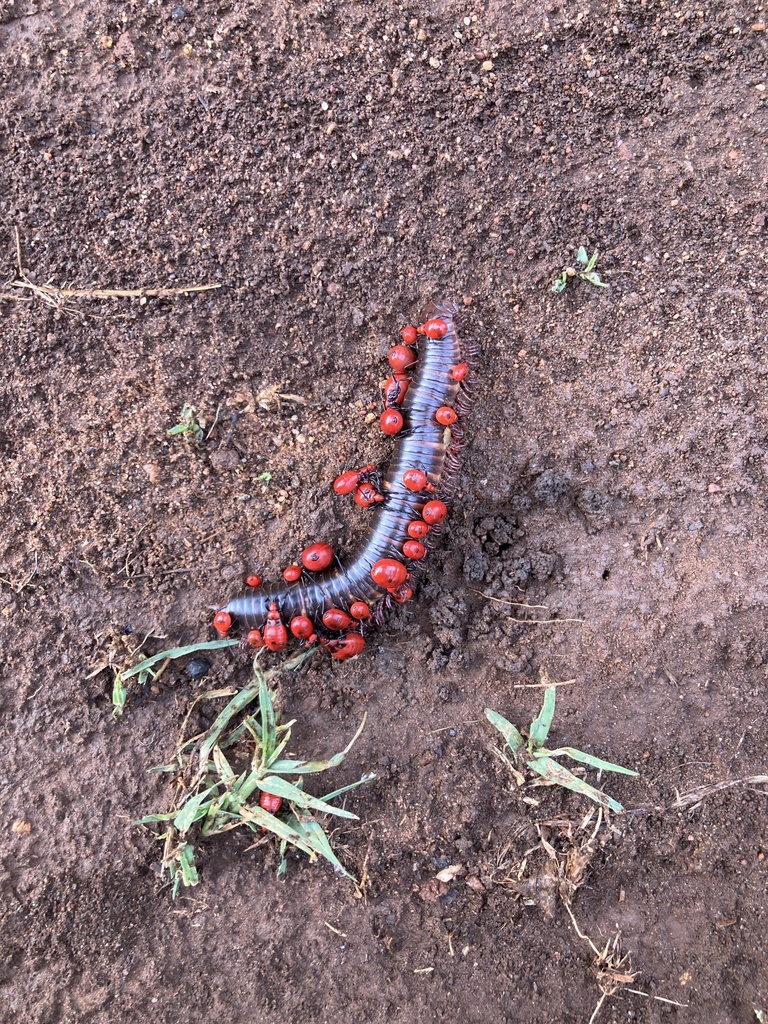 Millipede Assassin from Pretoria, GP, ZA on December 20, 2023 at 08:21 ...