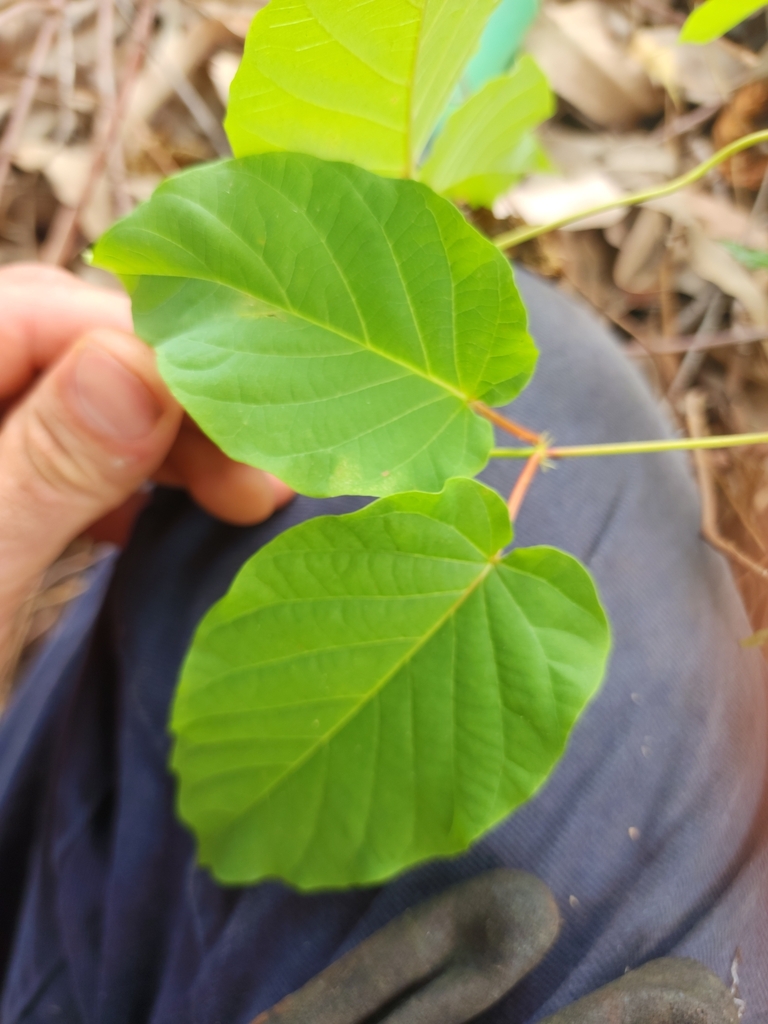 Kangaroo Vine from Denistone NSW 2114, Australia on March 4, 2024 at 09 ...