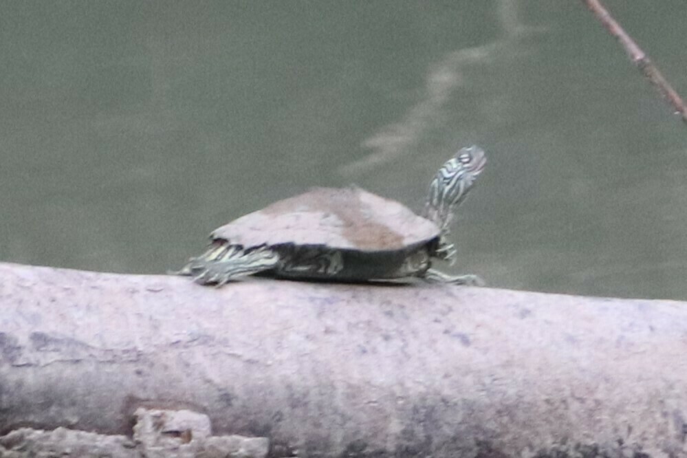 Cagle's Map Turtle in September 2021 by Aeris Clarkson · iNaturalist