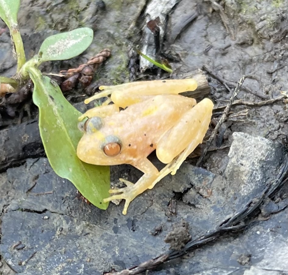 Southern Cricket Frog from La Place, LA, US on March 3, 2024 at 01:57 ...
