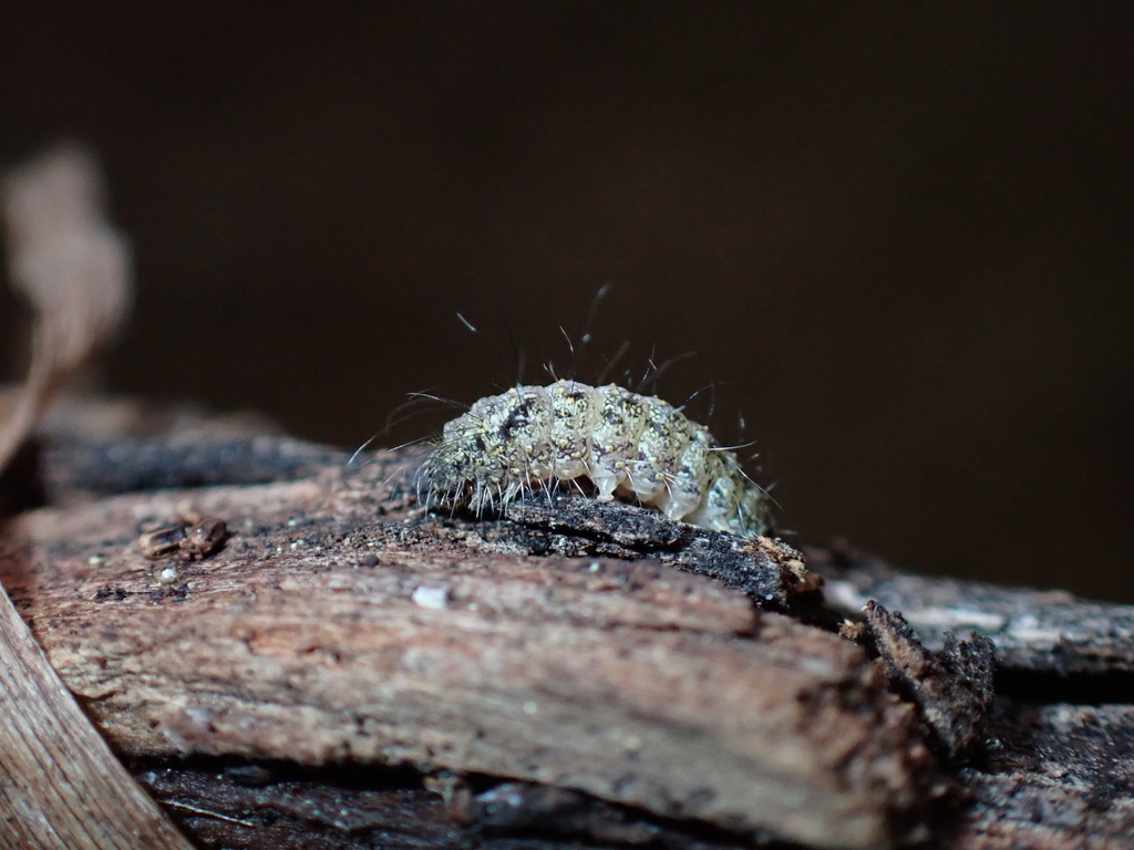 Cisthene from Torrey Pines State Natural Reserve, San Diego, CA, US on ...
