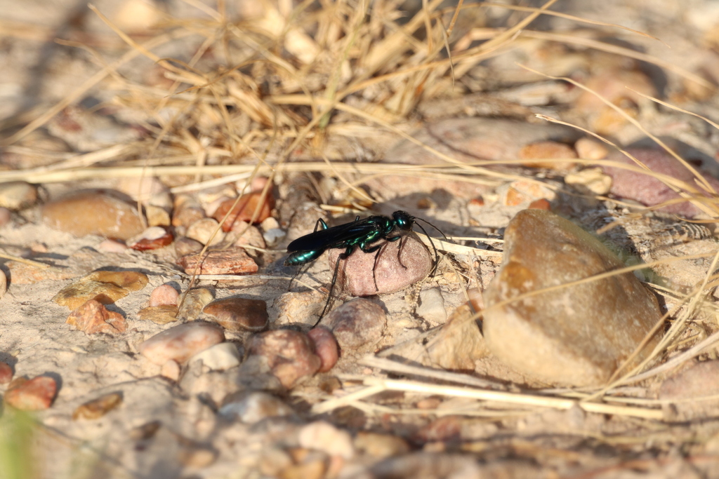 Steel-blue Cricket-hunter Wasp from Lee County, TX, USA on July 30 ...