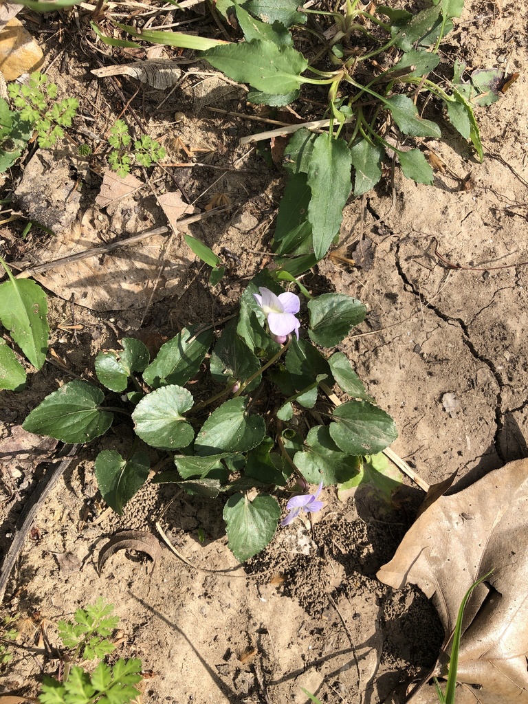 Missouri Violet from Nolan River, Rio Vista, TX, US on March 3, 2024 at ...