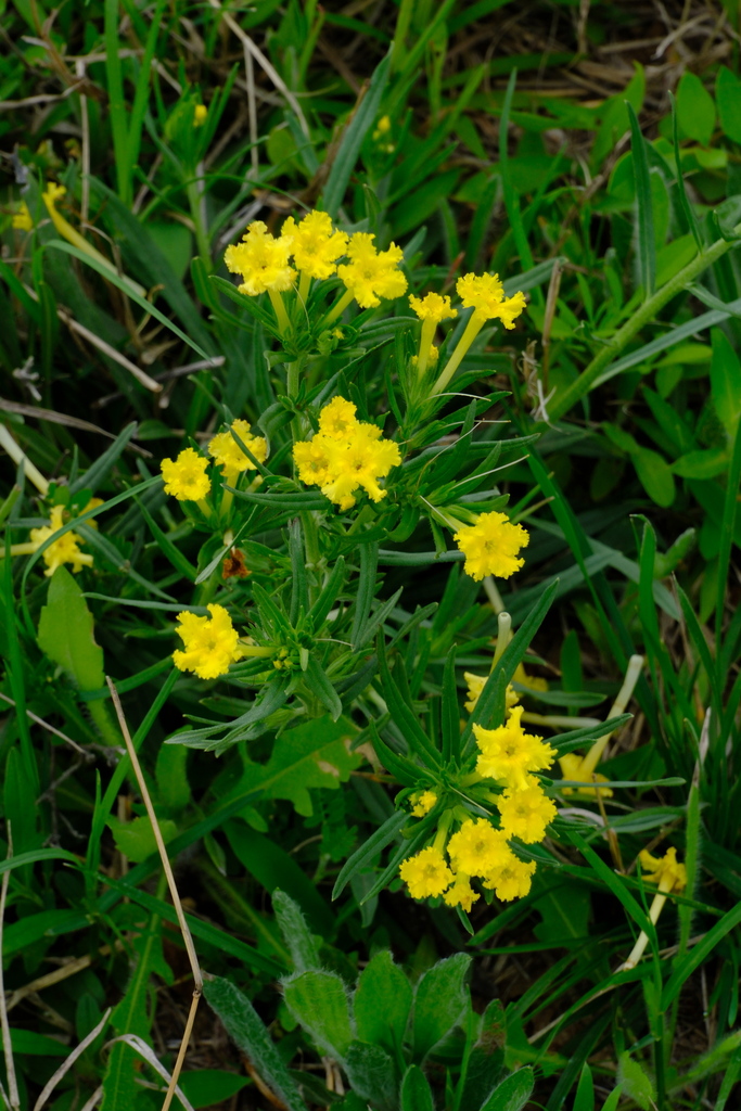 narrowleaf puccoon from Seguin, TX 78155, USA on March 3, 2024 at 11:10 ...