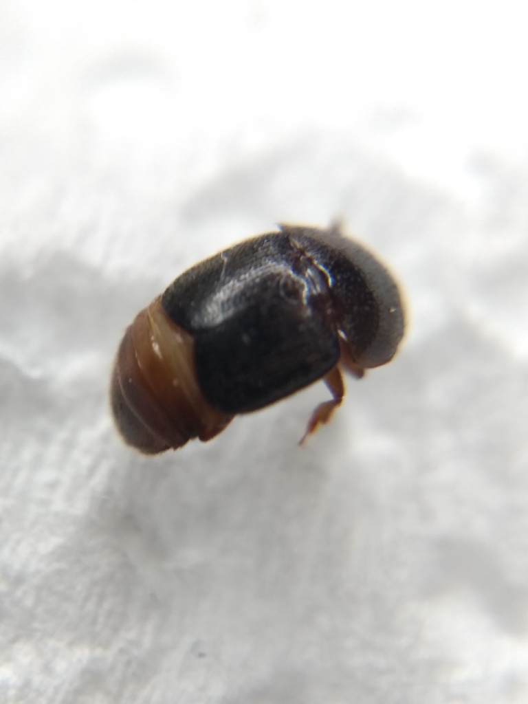 Colopterus from Proletário, Japeri - RJ, Brasil on March 4, 2024 at 12: ...