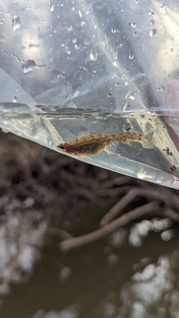 Slough darter from Taber Township, MO, USA on March 3, 2024 at 04:40 PM ...