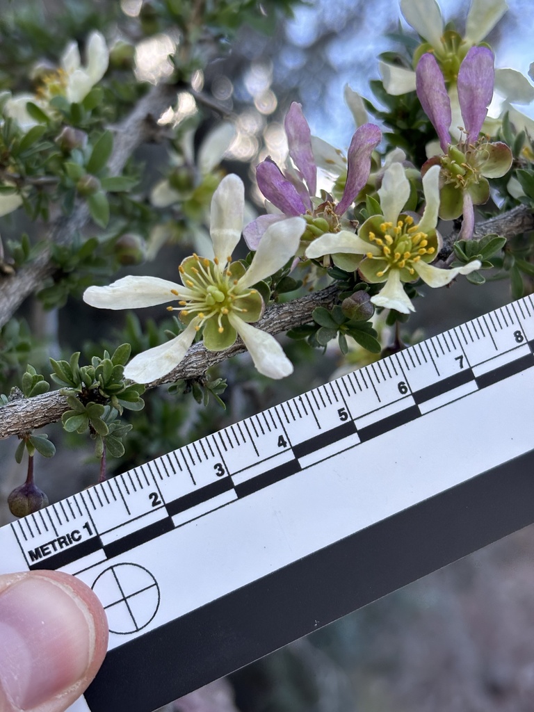 Bigelow's crossosoma from Sand to Snow National Monument, Whitewater ...