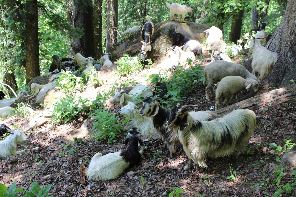 Goats and Sheep from Bhuntar, Kullu, HP, IN on June 1, 2019 at 02:10 PM ...