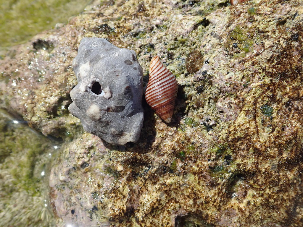 Waved Buccinum from One Tree Island, QLD, Australia on April 15, 2019 ...