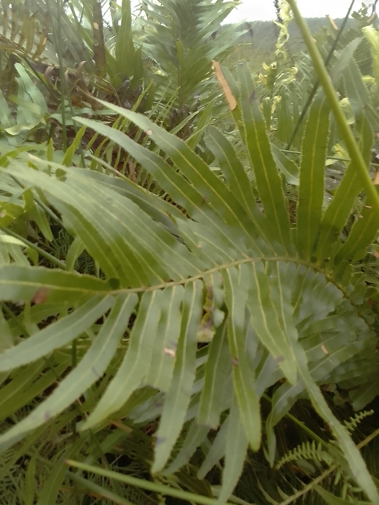 swamp water fern from Bungwahl NSW 2423, Australia on March 4, 2024 at ...