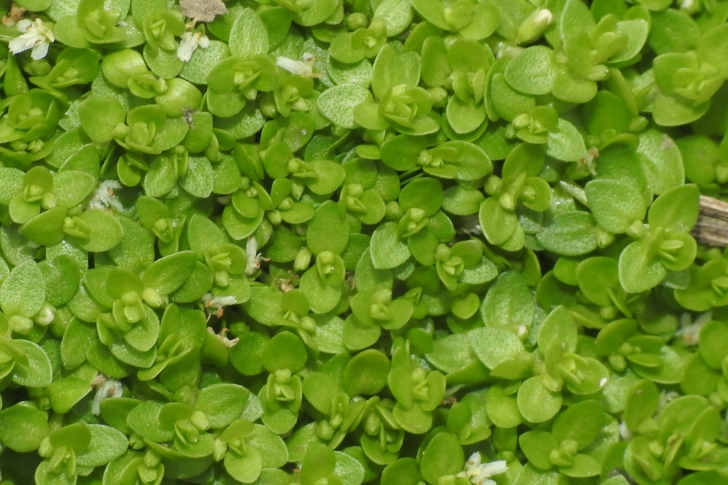 Pearlweed from 114台灣台北市內湖區內溝里 on March 4, 2024 at 02:39 PM by 熊盛志 ...