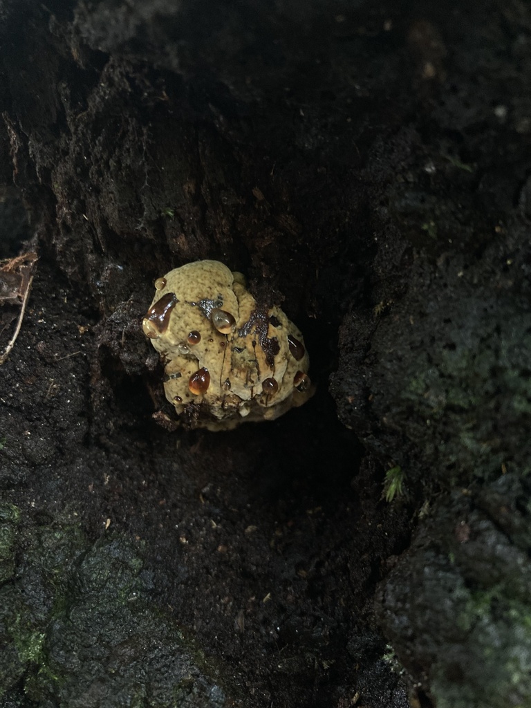 Thelephorales from Dorrigo National Park, Never Never, NSW, AU on ...