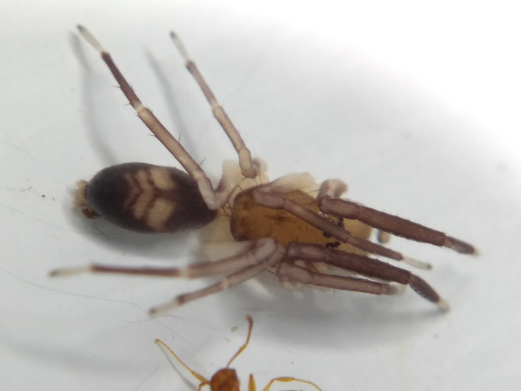 Stealthy Ground Spiders from Proletário, Japeri - RJ, Brasil on March 4 ...