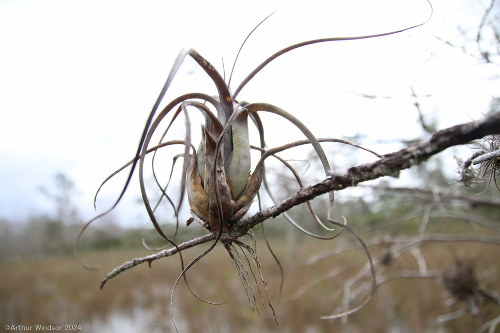Balbis' airplant in March 2024 by Arthur Windsor. Hungryland Slough ...