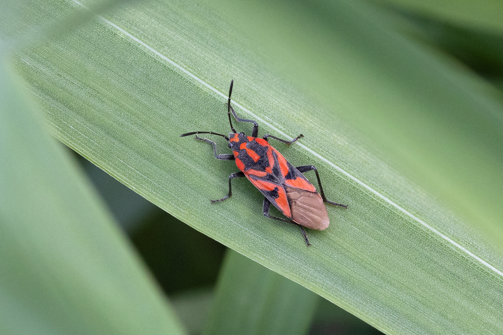 Spilostethus furcula from Málaga, Spanien on March 3, 2024 at 01:15 PM ...