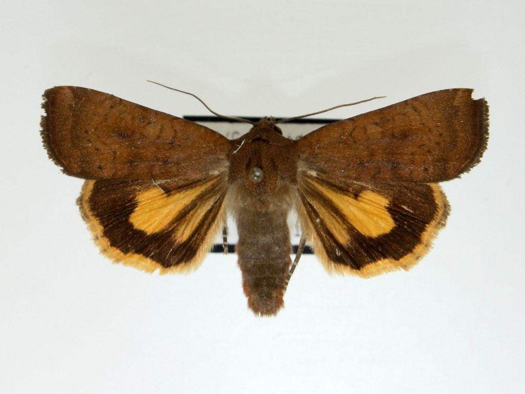 Least Yellow Underwing from 15537 Grünheide, Deutschland on July 9, 1994 by Jörg und Ines ...
