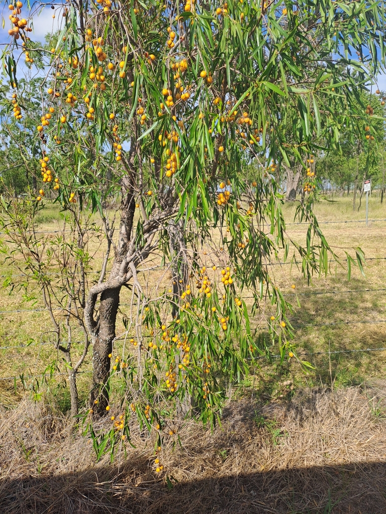 Native apricot from Dalby QLD 4405, Australia on March 4, 2024 at 08:41 ...