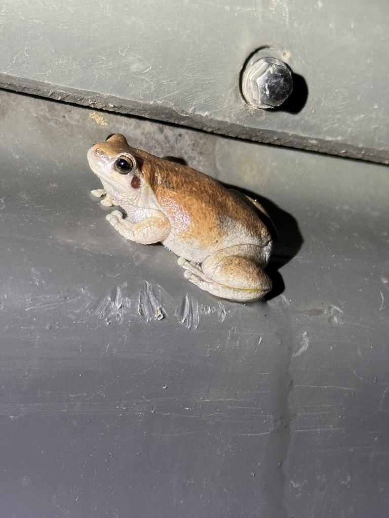 Desert Tree Frog from Carinya Rd, Eulah Creek, NSW, AU on March 3, 2024 ...