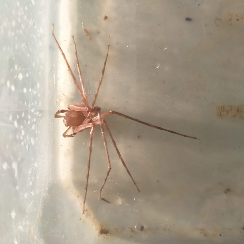 Sinopoda scurion · iNaturalist Mexico