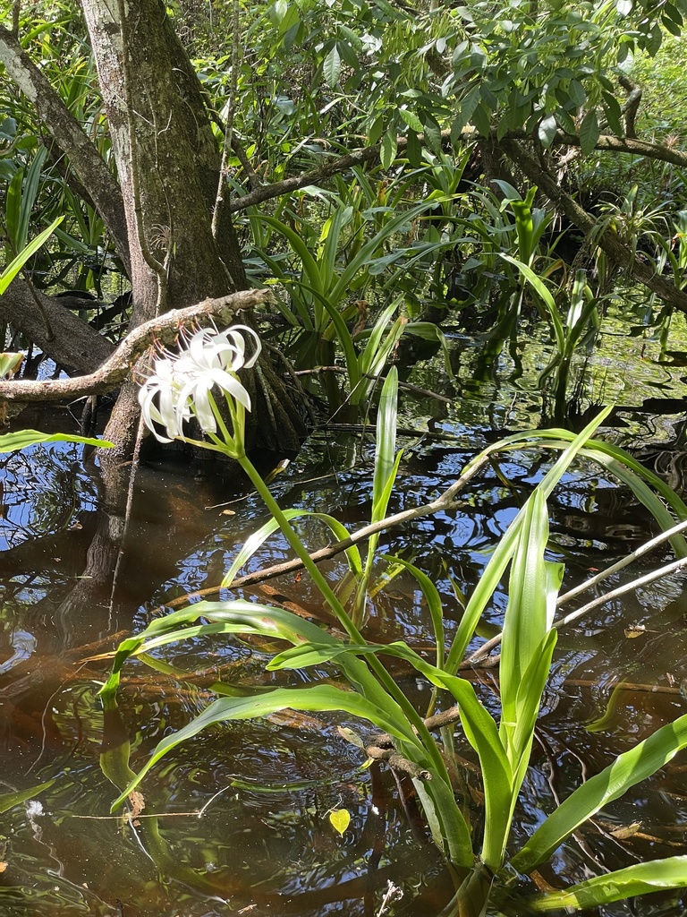 Southern Swamp Crinum in February 2024 by alibird1 · iNaturalist