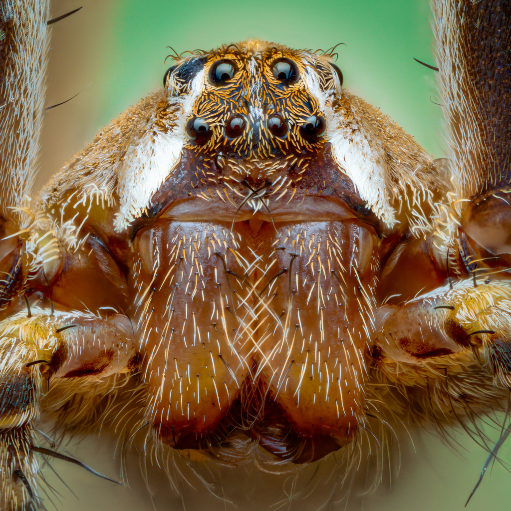 European Nursery Web spider in February 2024 by Markus Horrer · iNaturalist