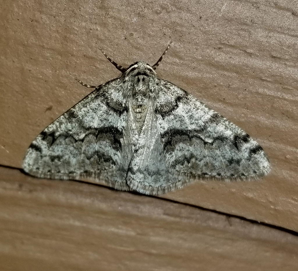 Toothed Phigalia Moth from Fentress County, TN, USA on March 3, 2024 at ...