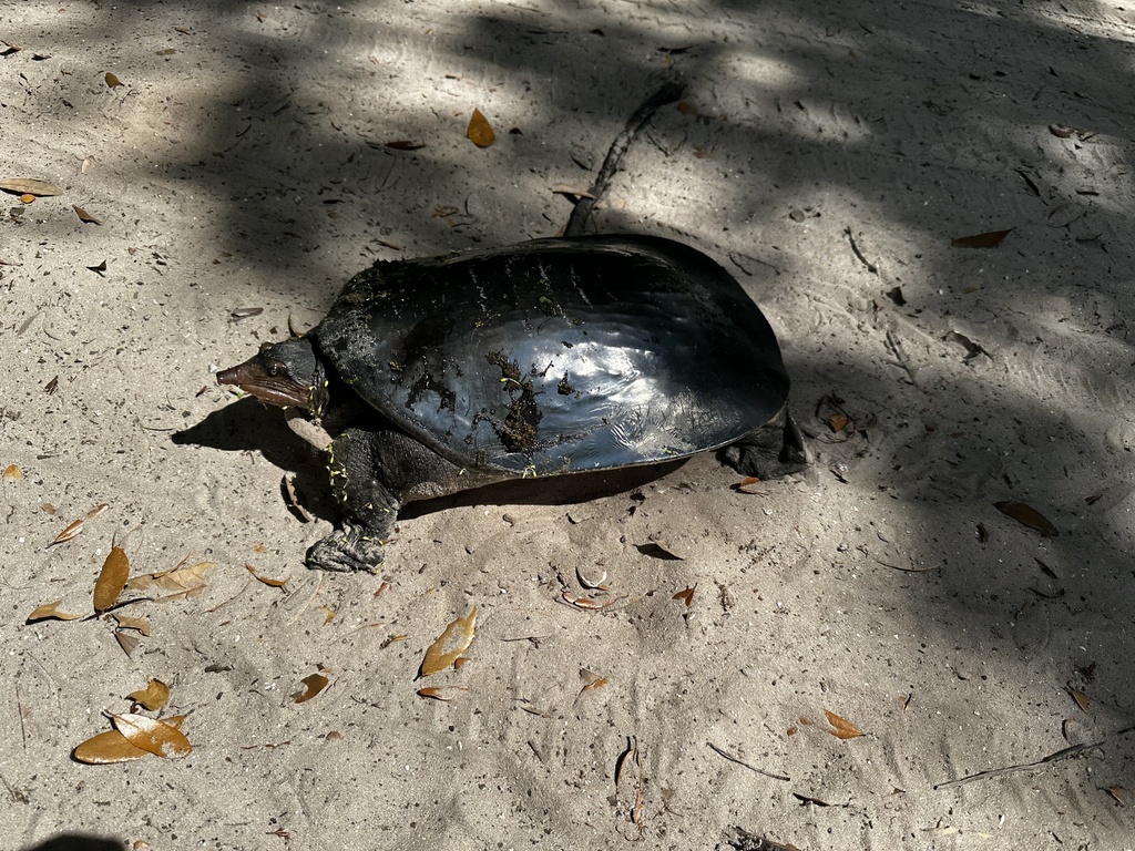 Florida Softshell Turtle from River Rd, Zolfo Springs, FL, US on March ...