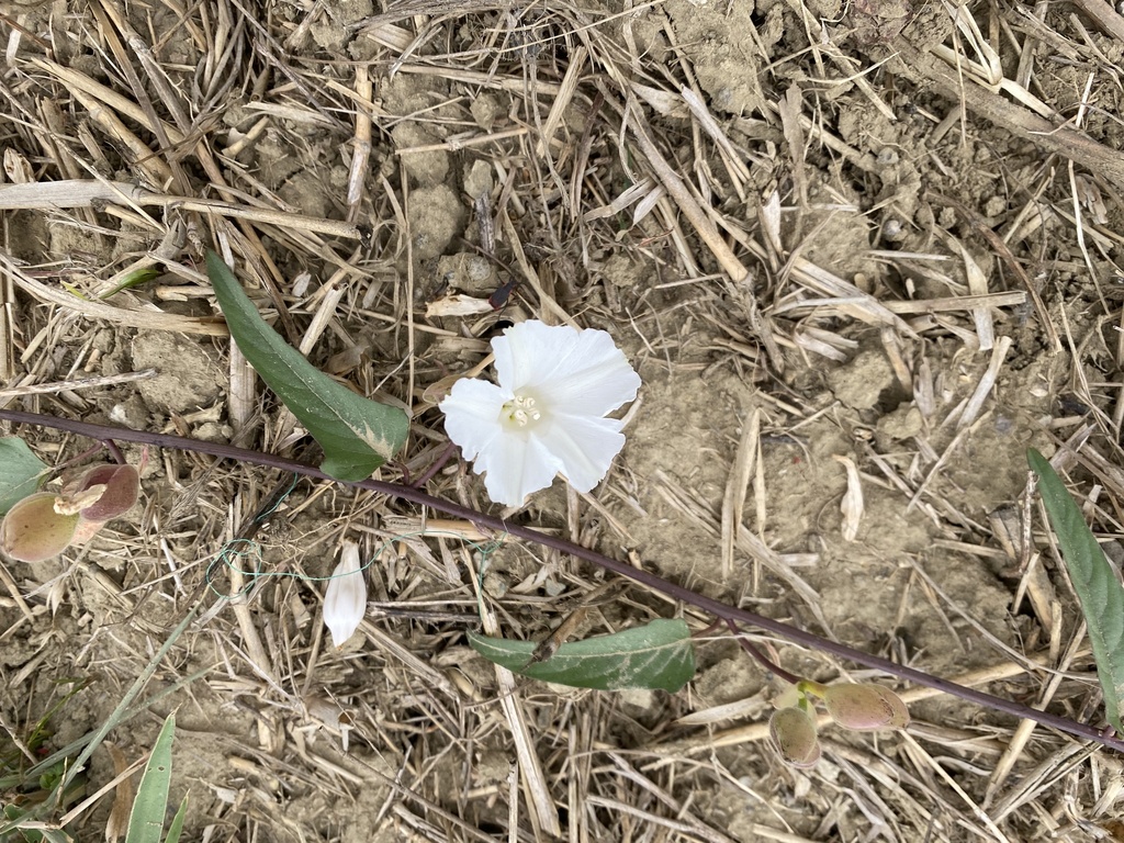 Turpeth from 臺灣島, 燕巢區, KHH, TW on March 2, 2024 at 03:25 PM by 林怡儒 ...