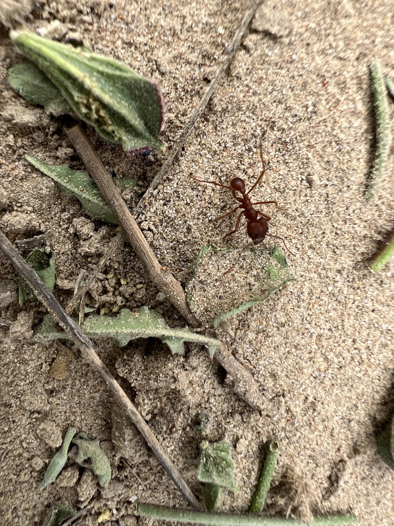 Texas Leafcutter Ant from Roma, TX, US on March 3, 2024 at 11:16 AM by ...