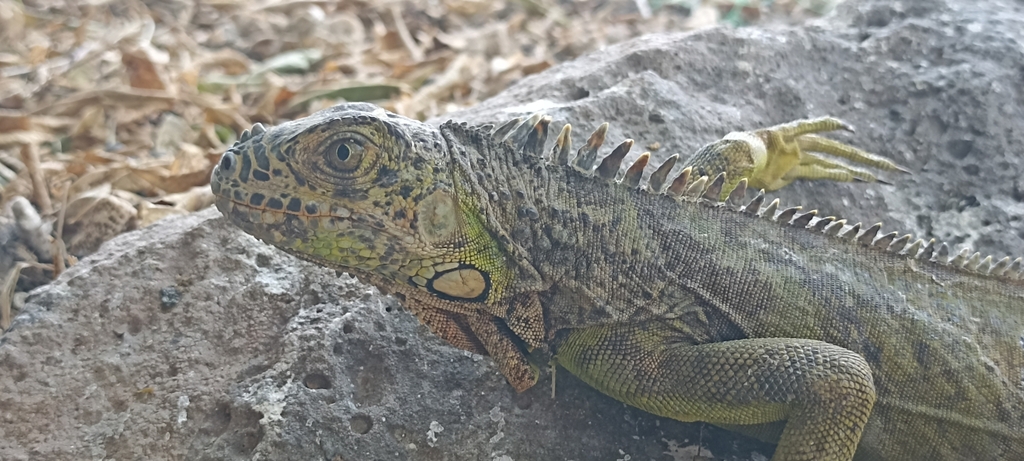 Green Iguana from Parque Nacional Isla Isabel, Isla Santa Isabel, Nay ...