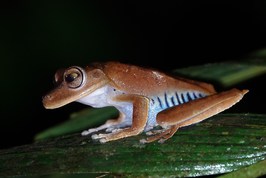 Convict Tree Frog from 97354, Guyane française on April 5, 2022 at 09: ...