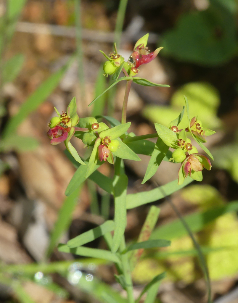 Dwarf Spurge from Loulé, Portugal on March 3, 2024 at 12:18 PM by ...