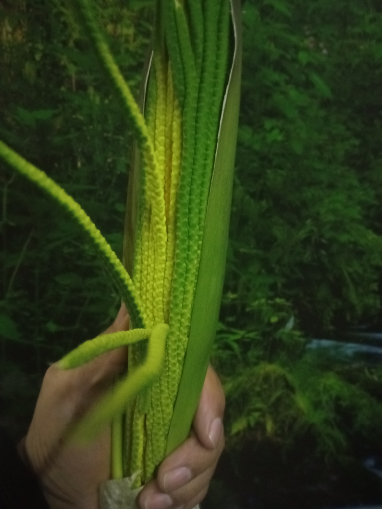 pacaya palm from Sauces 2, 55267 Ecatepec de Morelos, Méx., México on ...