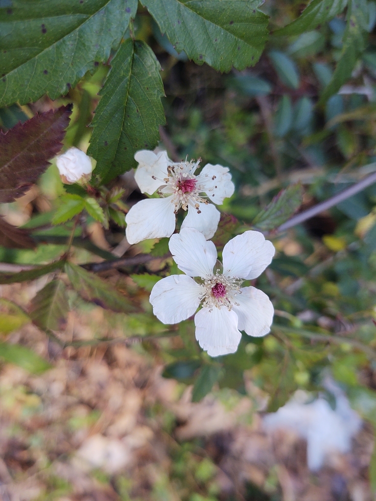 southern dewberry from St Simons Island, GA 31522, USA on March 4, 2024 ...