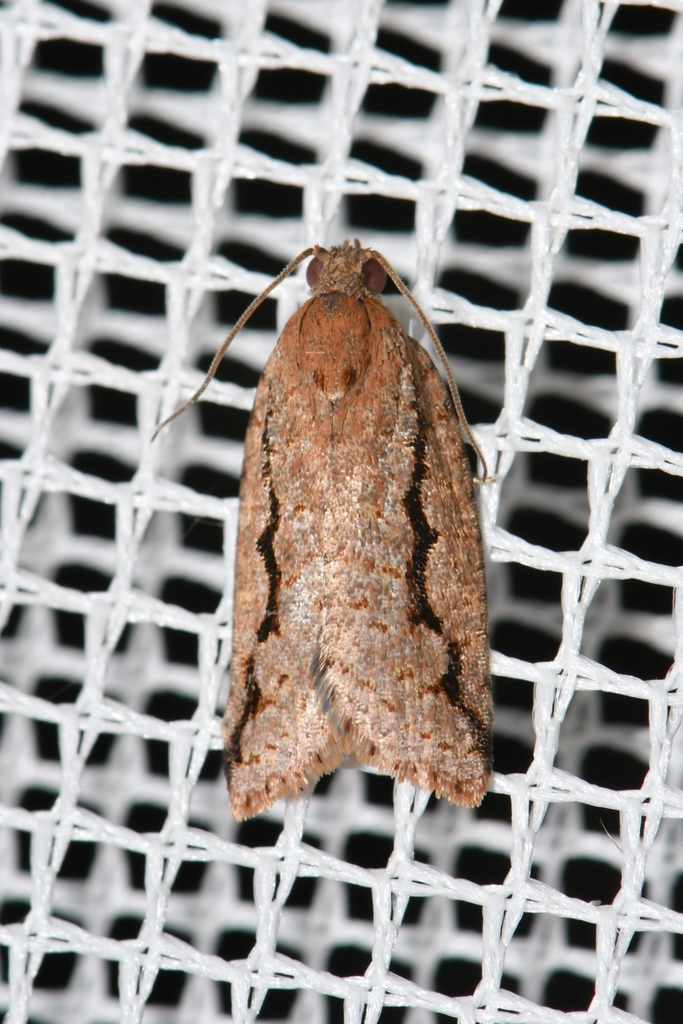 Butterflies and Moths from A home in Frankston VIC 3199, Australia on ...