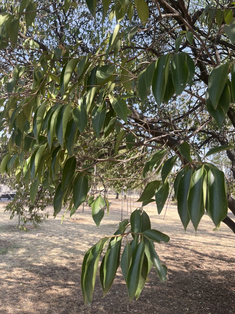 Siberian elm from Bosque De Chapultepec, Miguel Hidalgo, CDMX, MX on ...